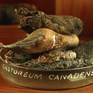 Castoreum Resinóide – interlink